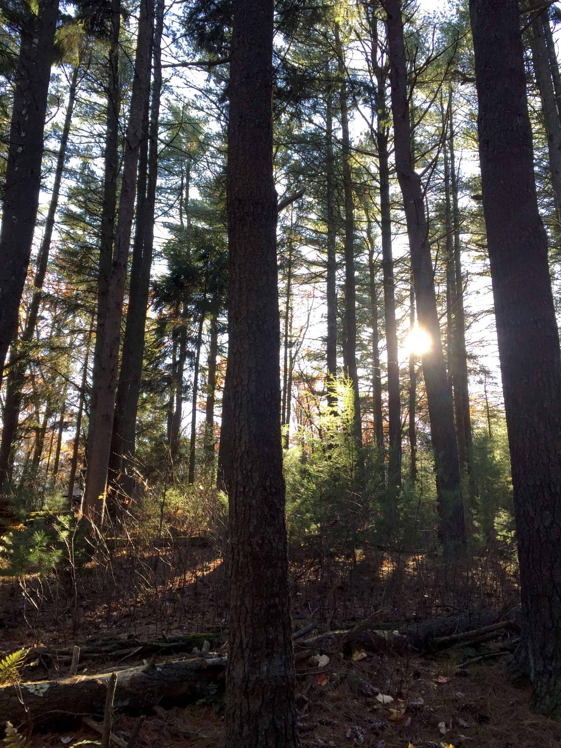 Family Forest Carbon Program - Brodhead Watershed Association