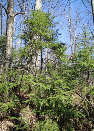 THUNDER SWAMP - Brodhead Watershed Association